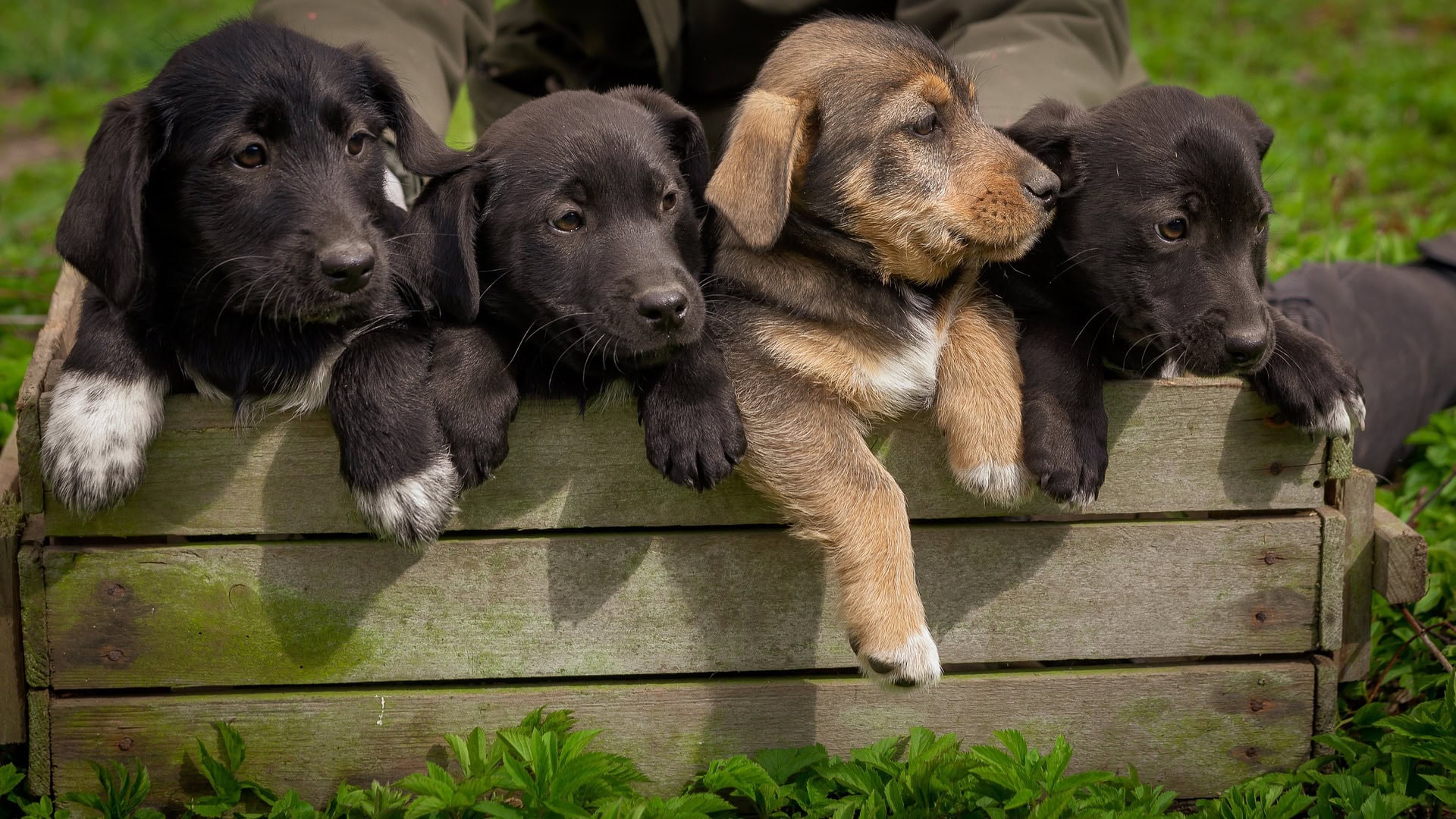 Animal Shelter Volunteering And Opportunities Around The World ...